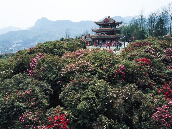 Azaleas blossom in Bijie, Guizhou province | govt.chinadaily.com.cn