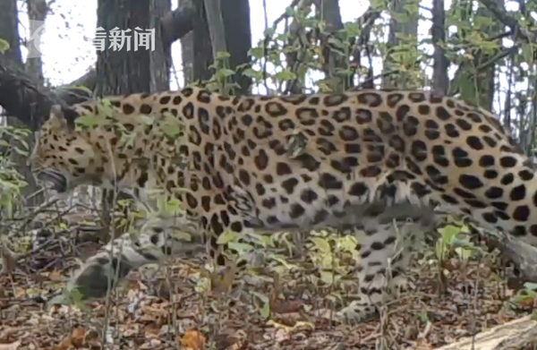 Northeast China Tiger and Leopard National Park, Heilongjiang and Jilin ...