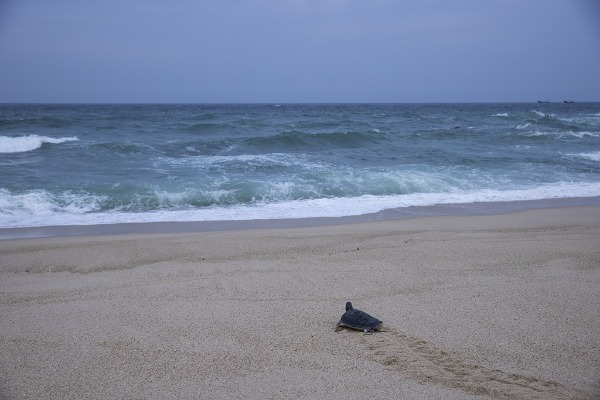 Huidong Harbor Sea Turtle National Nature | govt.chinadaily.com.cn