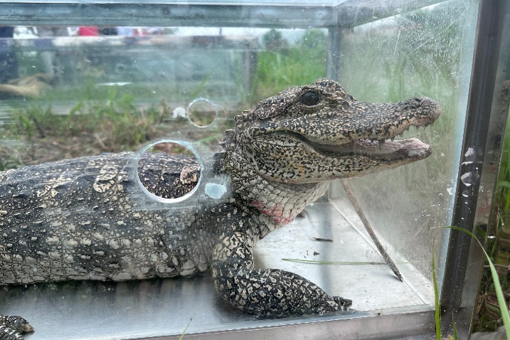 Over 80 Chinese alligators released in Anhui reserve | govt.chinadaily ...
