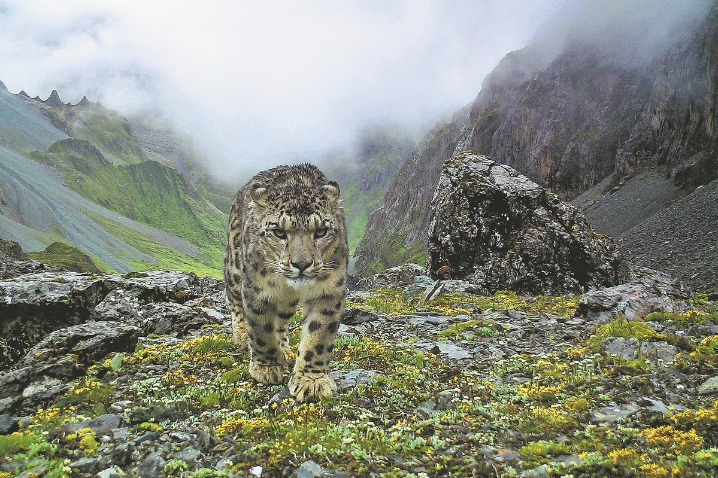 Snow leopard conservation efforts breed success | govt.chinadaily.com.cn