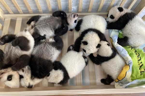Qinling Giant Panda Research Center welcomes 7 cubs in 2023 ...