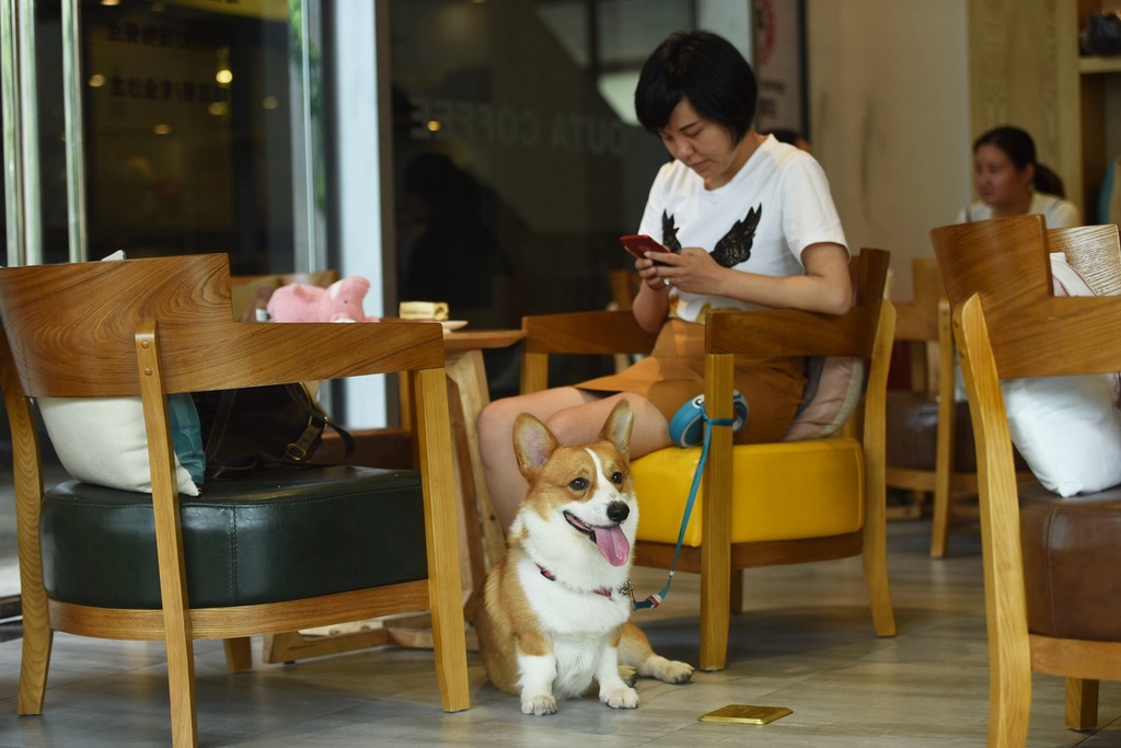 Pet-friendly cafes make 'purrfect' combo | investinchina.chinadaily.com.cn