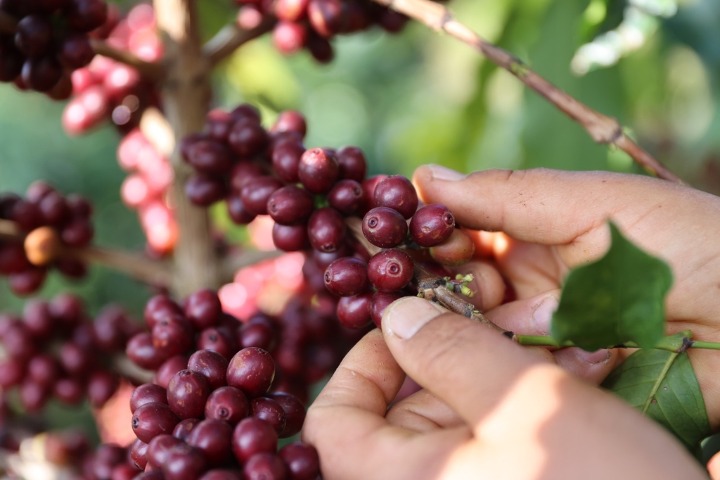 Coffee industry sees rapid growth in Pu'er, SW China's Yunnan ...