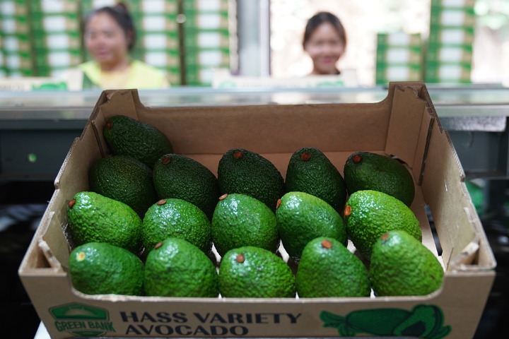 Avocado industry brings economic prosperity in Menglian, SW China's ...