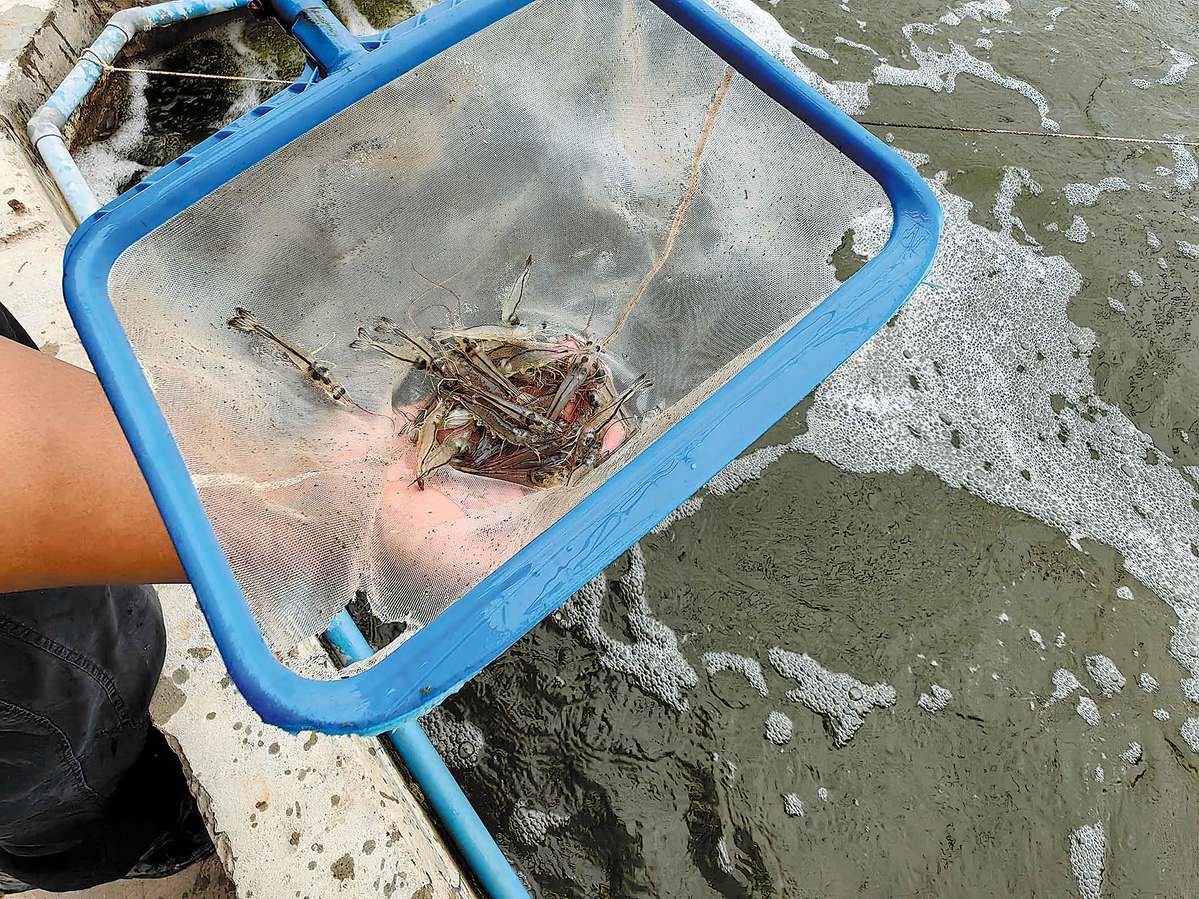 Xinjiang fishery helps meet growing demand for seafood | govt ...