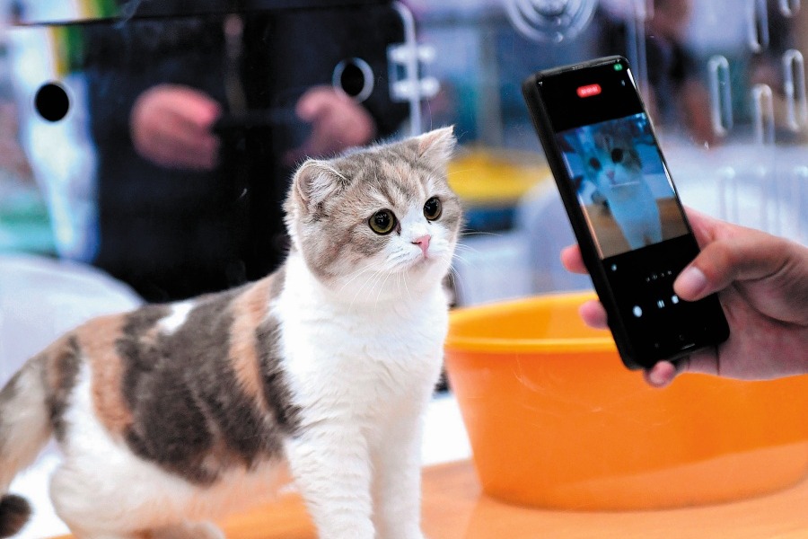Pet economy purrs ahead as cat, pooch cafes spread | investinchina ...