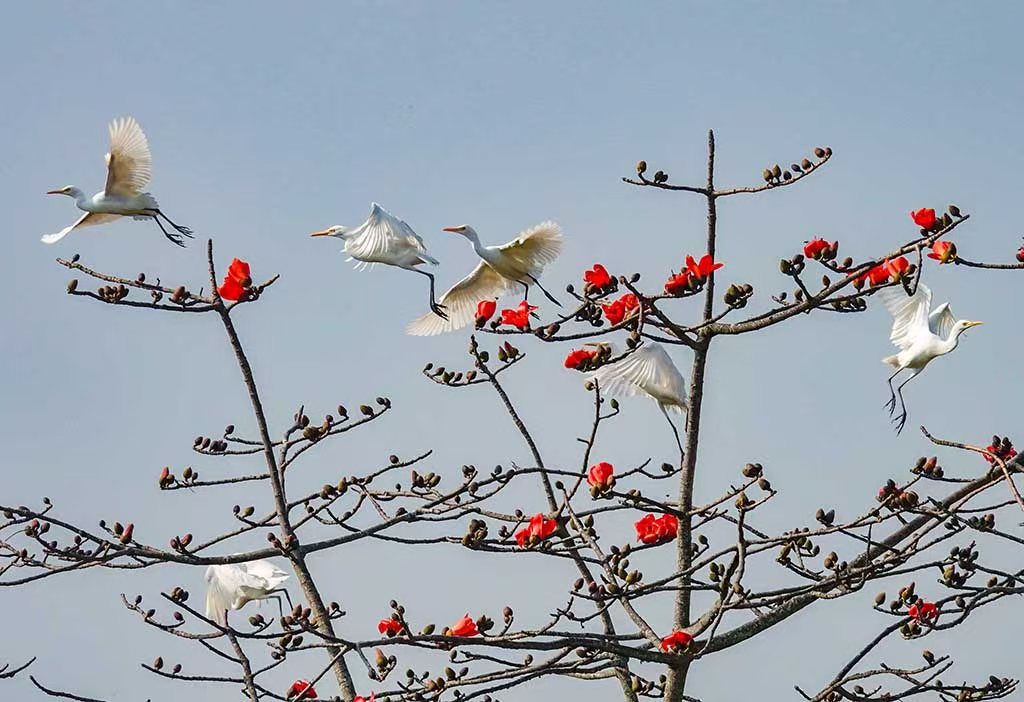 Red Kapok flowers mark the arrival of spring in Hainan | govt ...