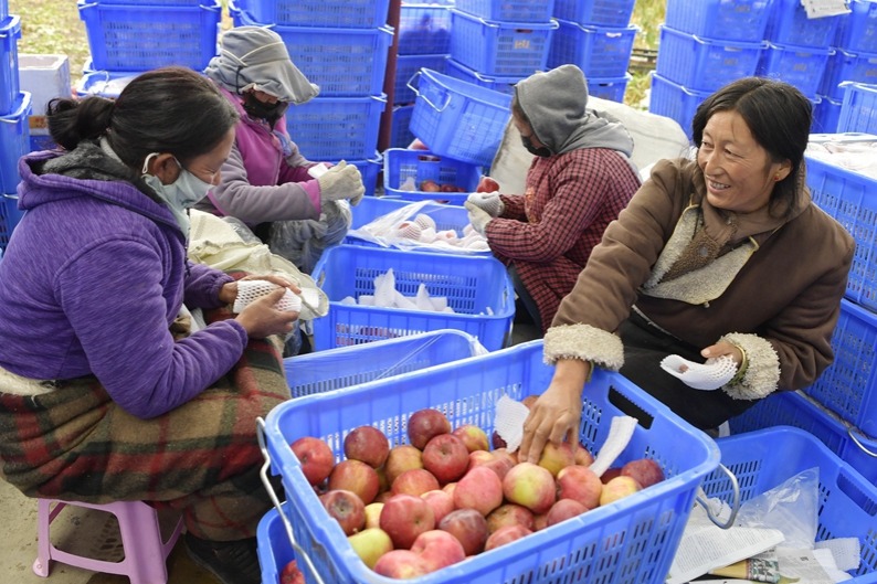 Xizang high-altitude apples gain global market share | govt.chinadaily.com.cn