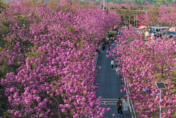 Trumpet trees blanket district in Xiamen with purple blossoms of page 6 ...