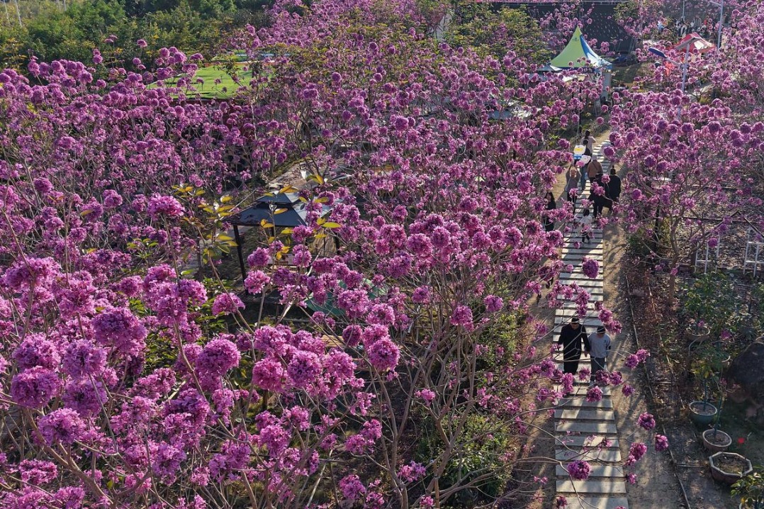 Trumpet trees blanket district in Xiamen with purple blossoms | govt ...